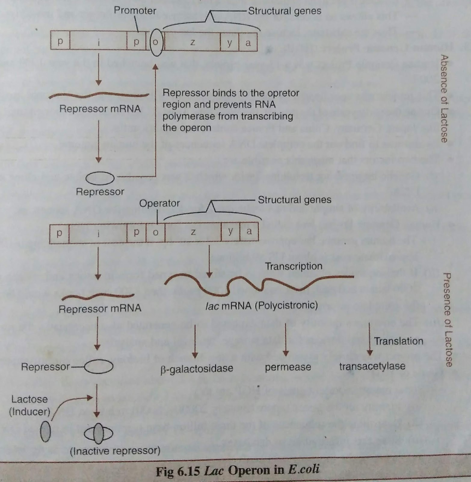 Lac operon: Basic information and structure-digieduco