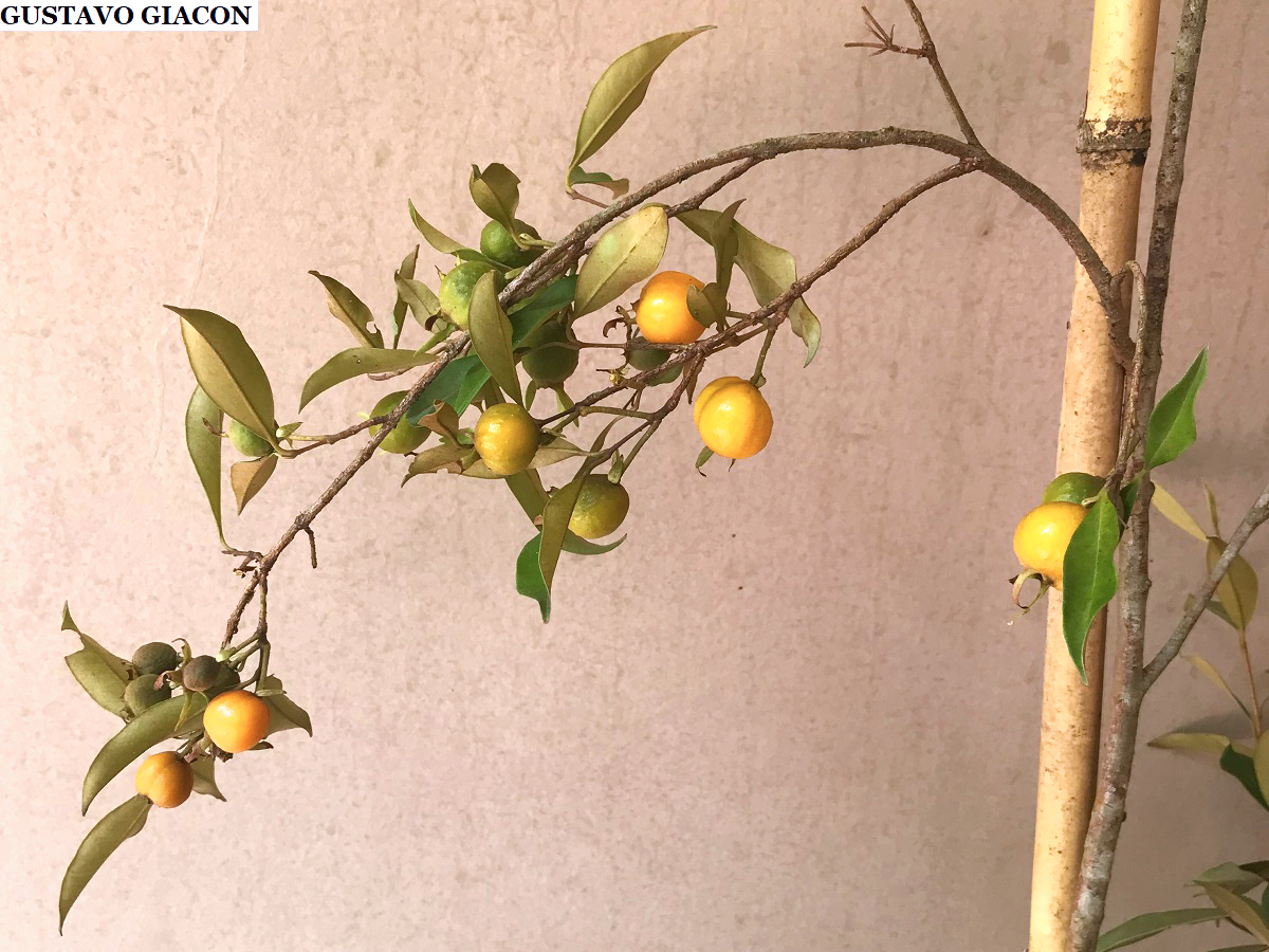 Viveiro Ciprest - Plantas Nativas e Exóticas: Pitomba Amarela da Bahia ...