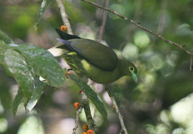 World of Pigeons and Doves: Sumatran Green-pigeon ( Treron oxyurus)