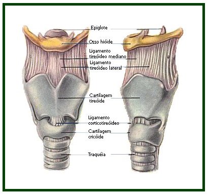 BIOMEDICINA-FARMÁCIA: SISTEMA RESPIRATÓRIO