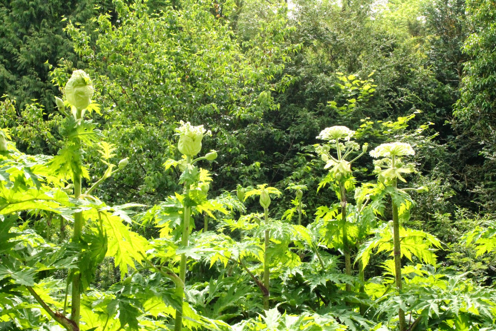 Tricyrtis et jardins (Toad lilies and Gardens): Heracleum ...