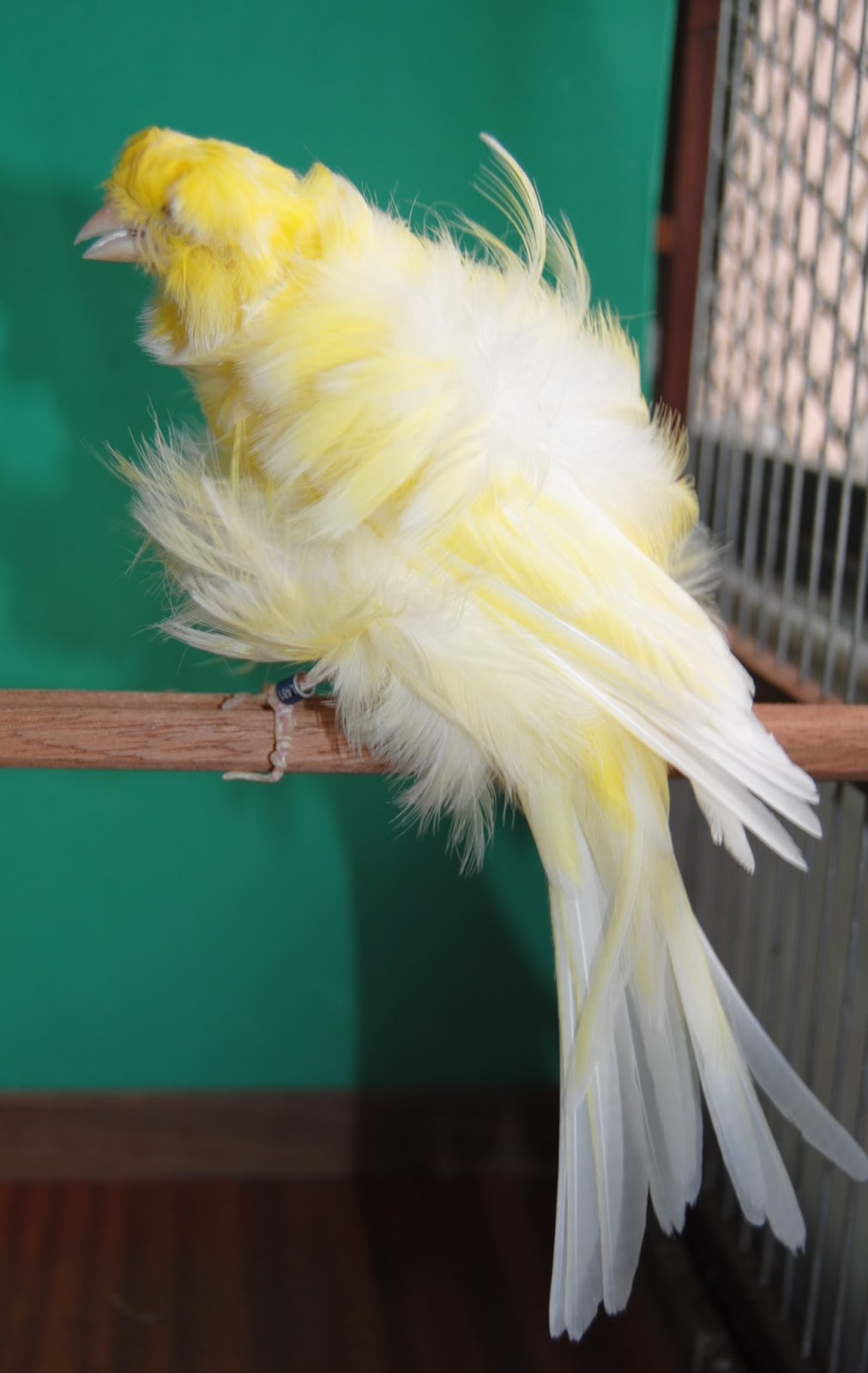 LOS CANARIOS DE POSTURA: Canarios Rizados (1)