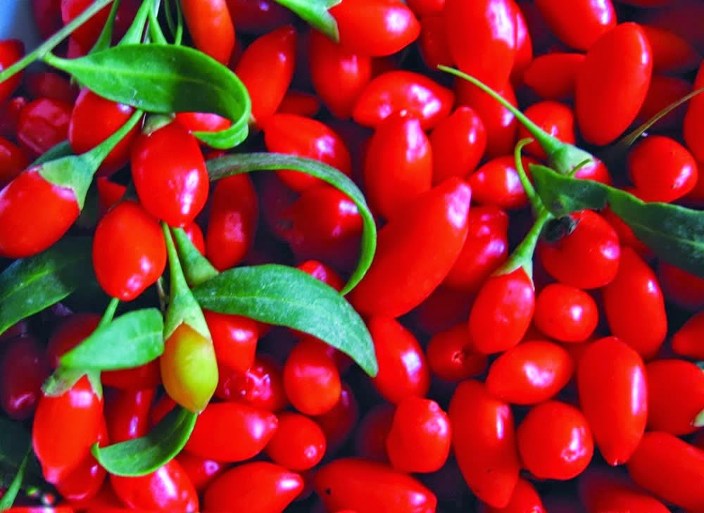 Lelê - Co Criando Universo : GOJI BERRY- FRUTA CHEIA DE BENEFICÍOS