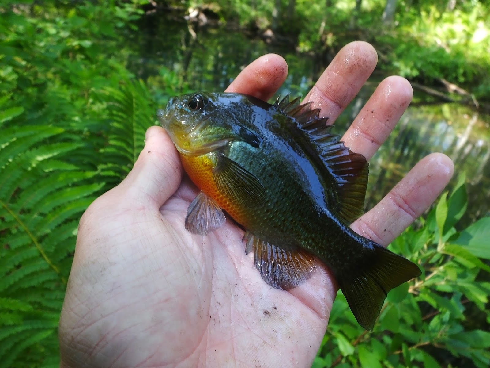 Connecticut Fly Angler: Looking For a Small Sunfish