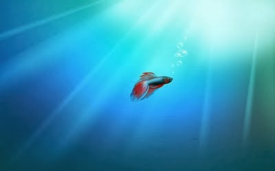 wallpaper free: Wallpaper fish Windows 7