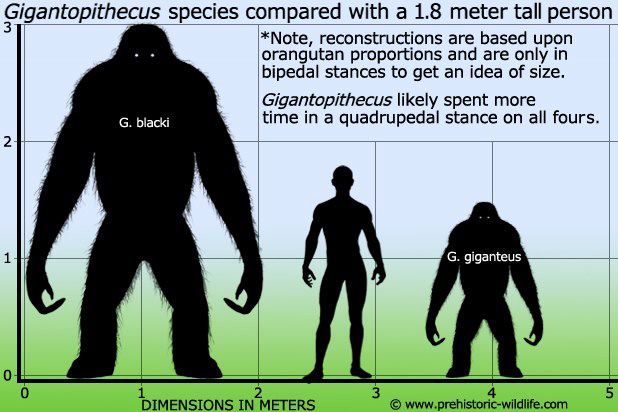 GIGANTOPITHECUS | Most Interesting Files Collected