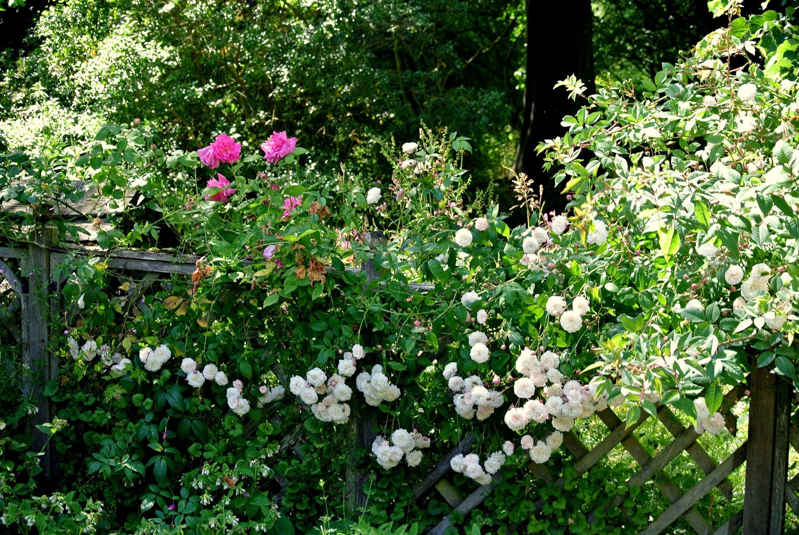 HAVETID: Engelske haver 4. del.