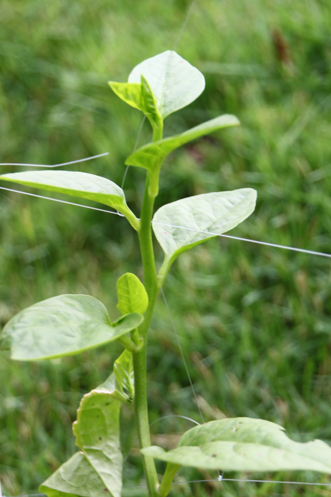 Journey Of My Garden: Malabar Spinach on The New Plastic Trellis