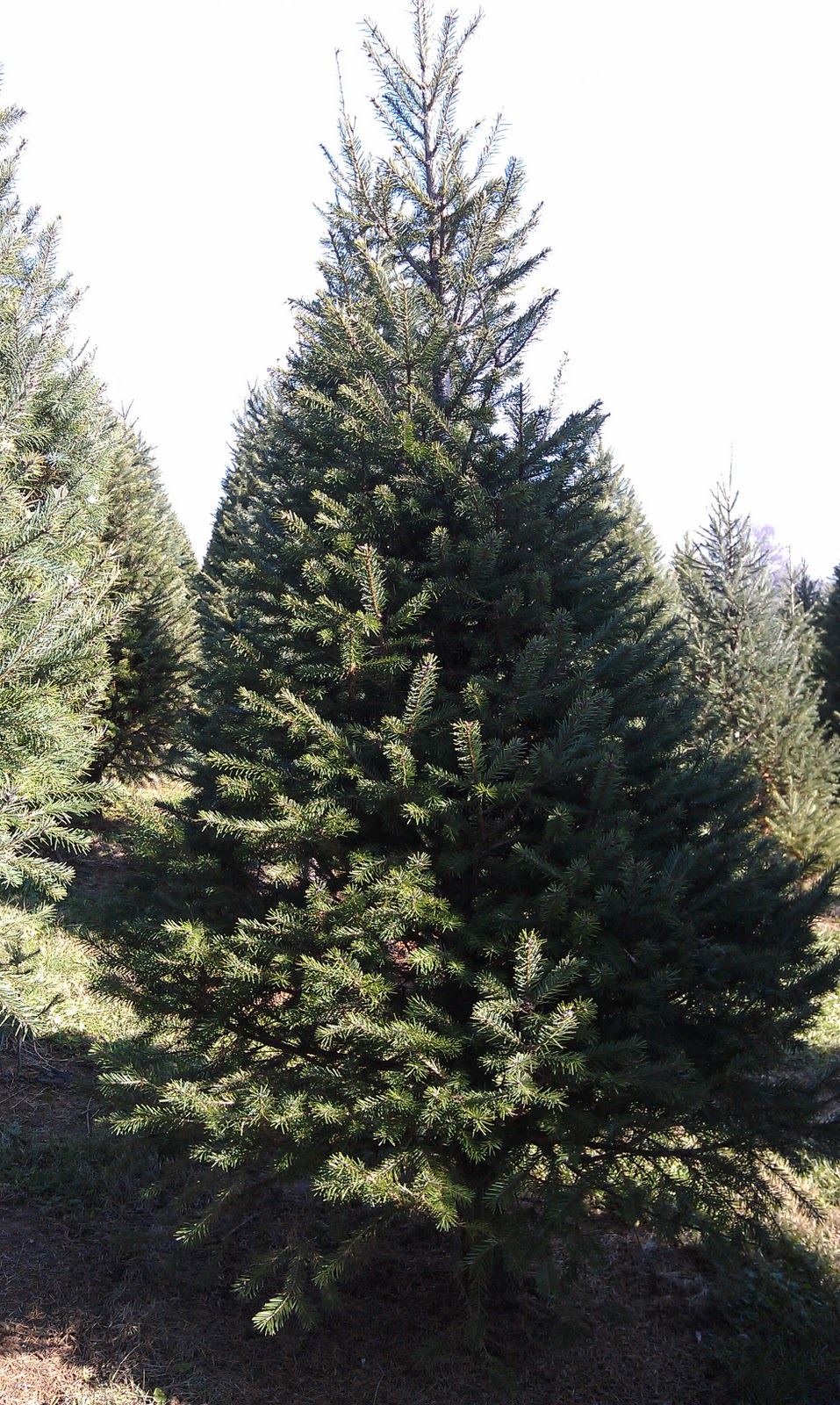 One Sweet World: Oh Christmas Tree