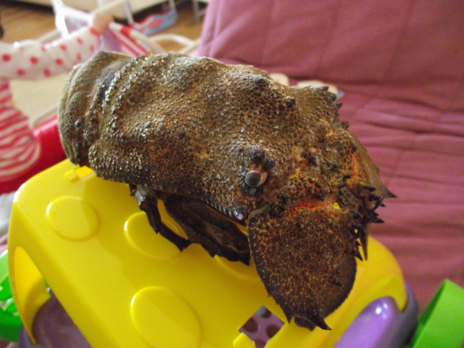 Umut, Deniz ve Balıklar: Karavida