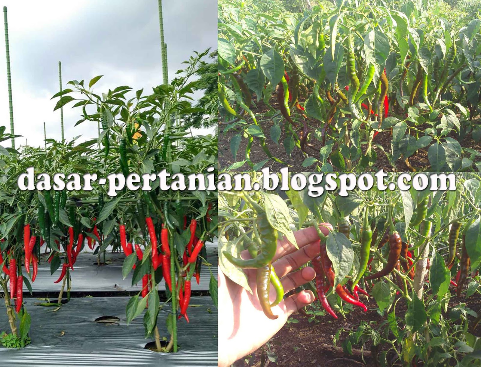 Tips Ampuh Membuat Tanaman Cabai Berbuah Terus dan Panen Berkali-kali ...