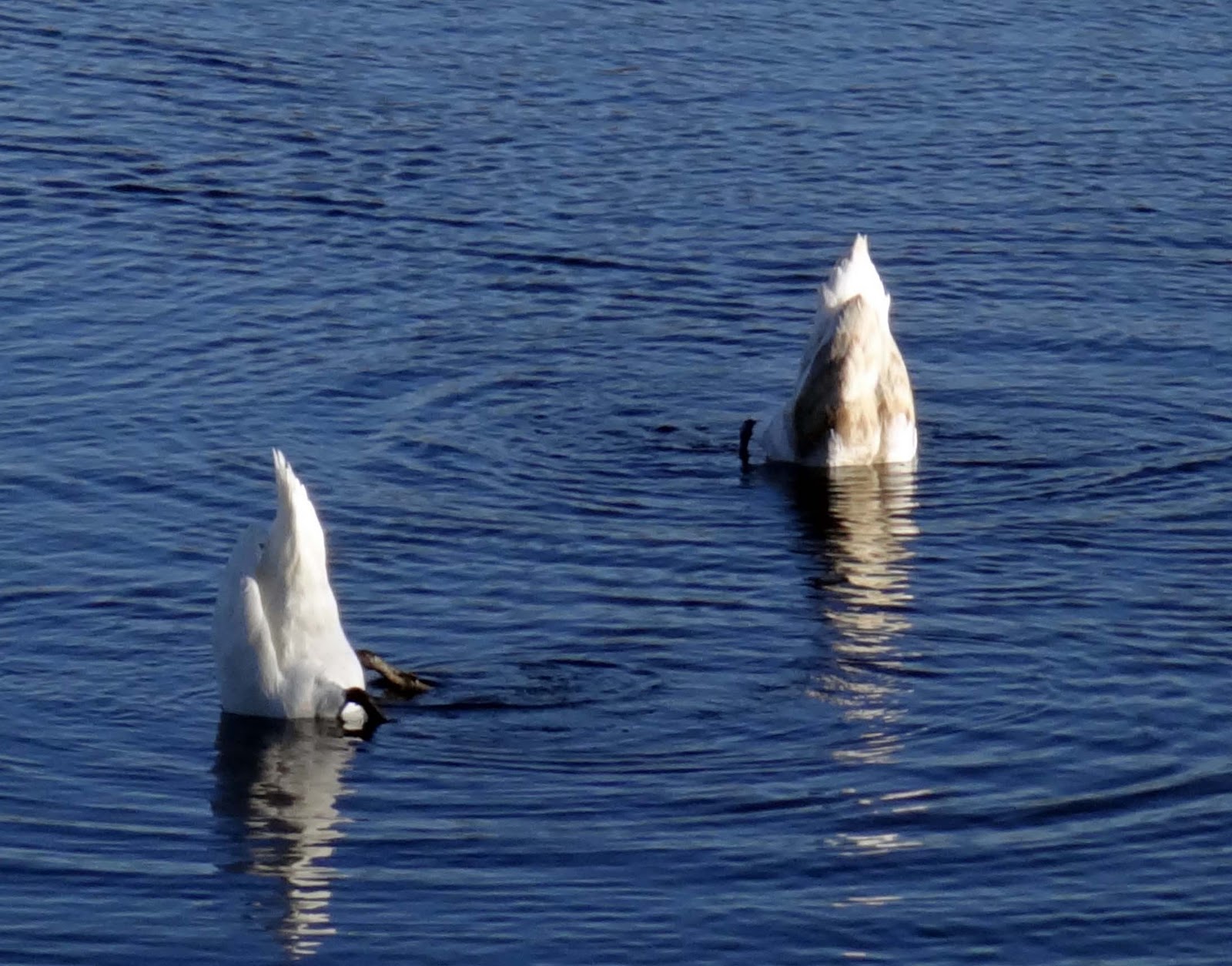 Joe's Retirement Blog: Swan Tipping, Bartlett Pond, Plymouth ...