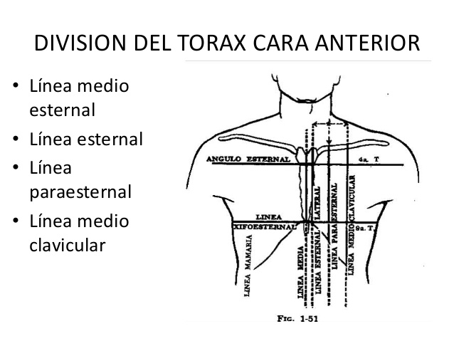 katherine Massiel (semiologia quirurgica): EXAMEN DEL TORAX