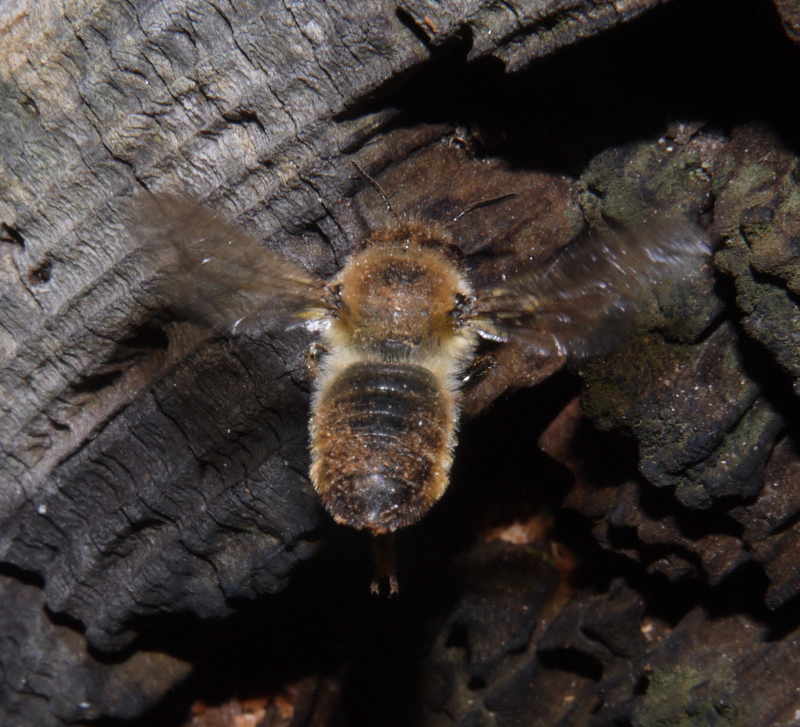Northwest Norfolk Naturalists: Sharp-tailed Bee and its Leafcutter Bee host
