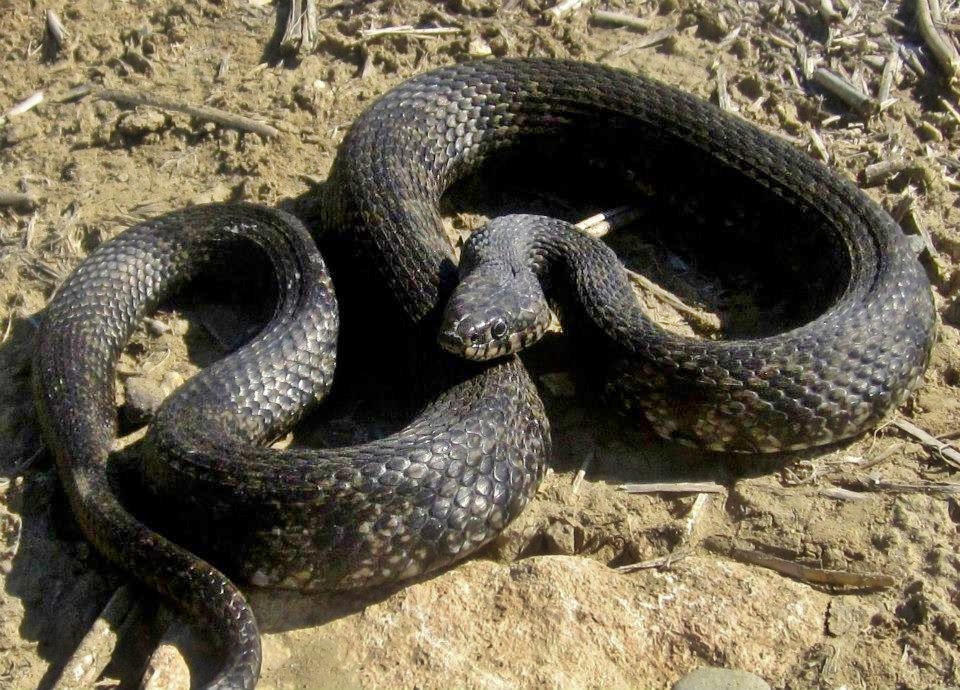 Ερπετά και αμφίβια της Κύπρου - Reptiles and amphibians of Cyprus by ...