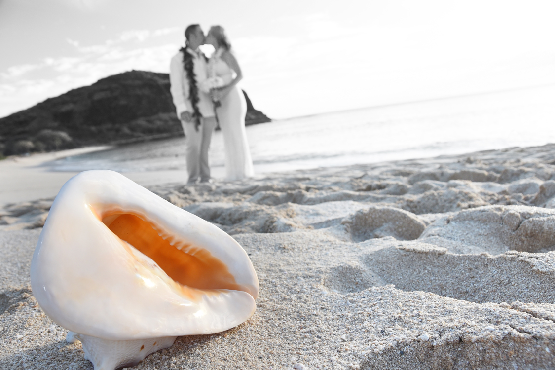 Conch Shells Hawaii at Flor Jackson blog