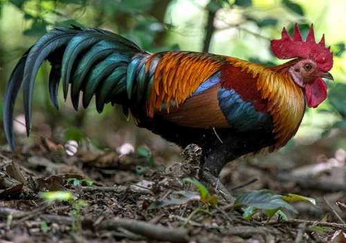 List of Indian Pheasants - Pictures | Birds of India | Bird World