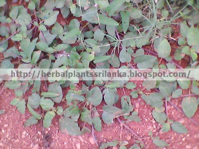 TRIANTHEMA MONOGYNA -බෙහෙත් සාරණ