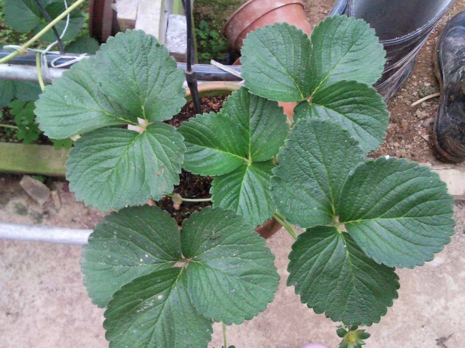 B.U.T.T.E.R.F.L.Y...::: Cameron Highlands: Stoberi