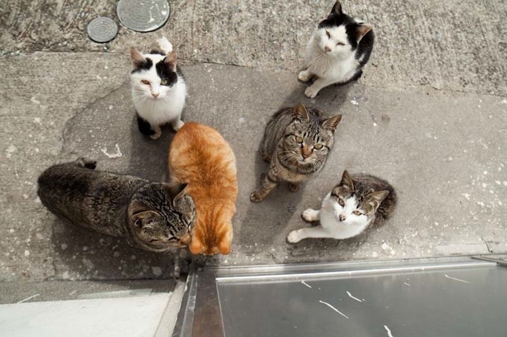 Tashirojima , Syurga Bagi Kucing | wisbenbae