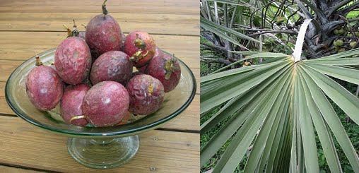 Petua,Idea dan Pandangan: Buah Adam Hawa@ Buah Zuriat Bagi yang ...