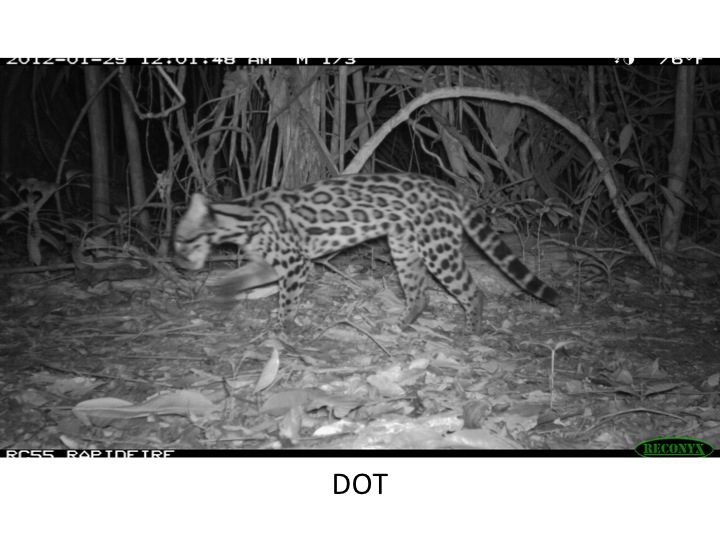 Rambling 'round the Rainforest: Ocelots and Camera-traps