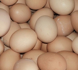 MACAM MACAM TELUR UNGGAS - Ilmu Ternak