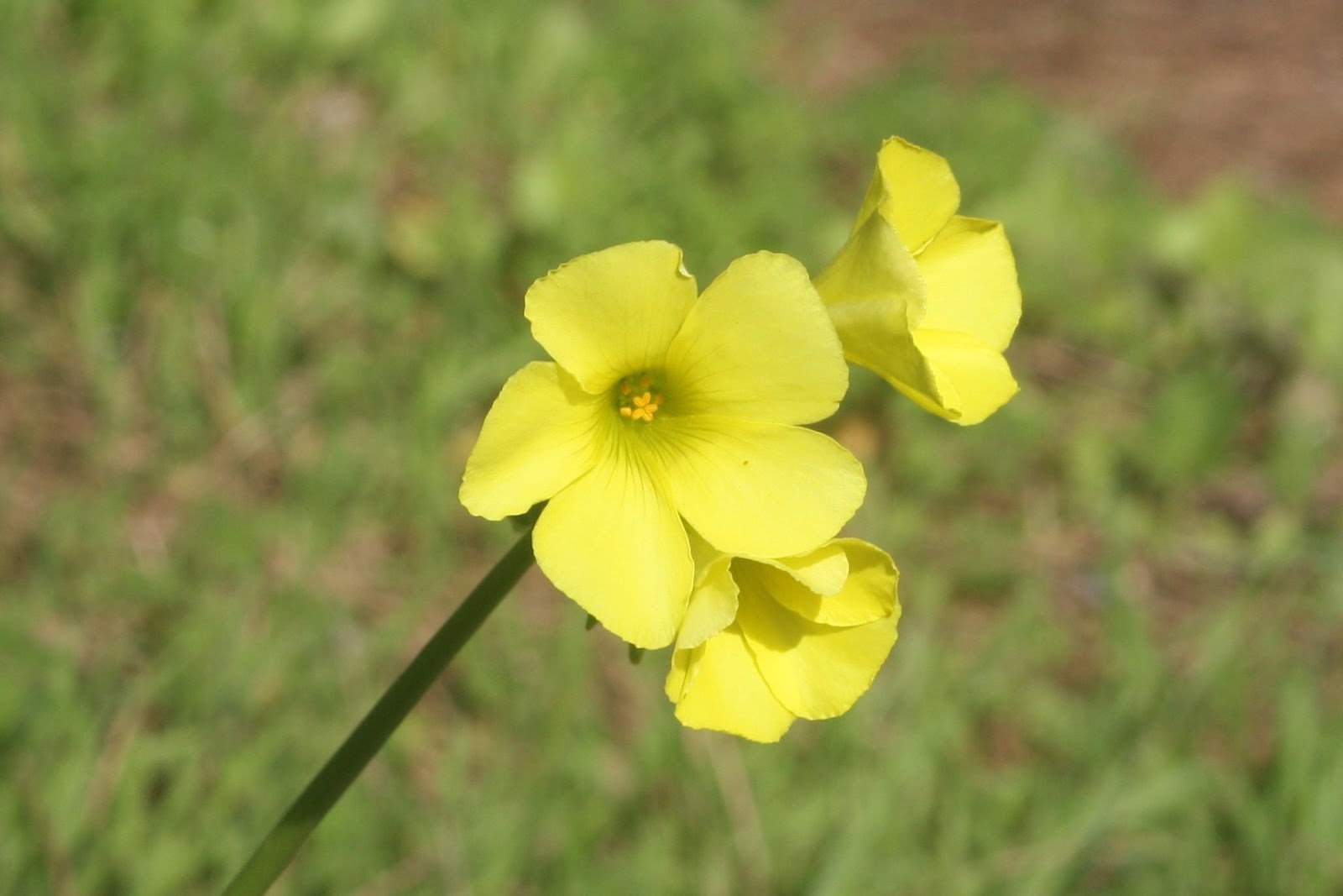 Flora da Serra da Arrábida: Erva-canária (Oxalis pes-caprae)