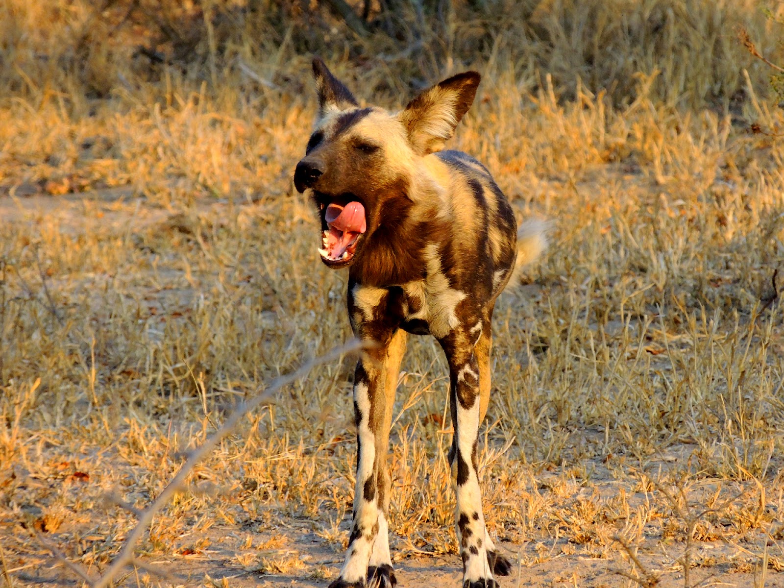 Tintswalo Ranger's Blog