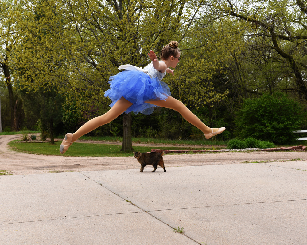 Cat Hurdles - Jill Ruth & Co.