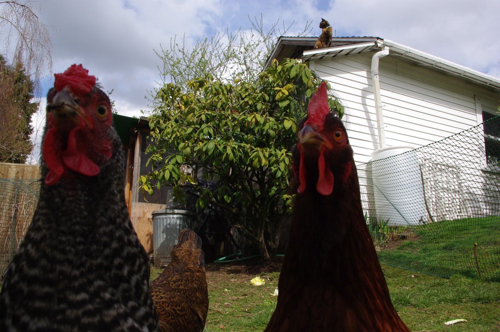 Pollo Loco: Friday Farm Photo