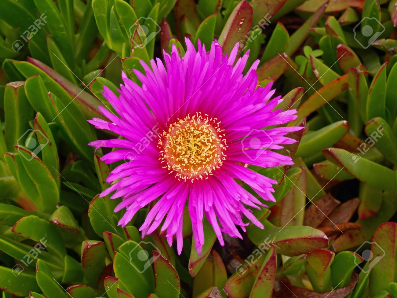 FAUNA EN EL ECUADOR: PLANTAS DE LA COSTA