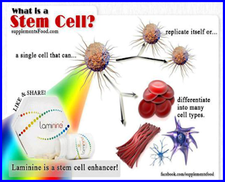 Distributor Laminine Indonesia, Bandung: Keajaiban Stem Cell