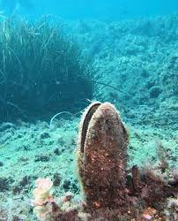 Morski: Periska i prstac