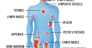 Healthcare Info 101: Building a Healthy Immune System
