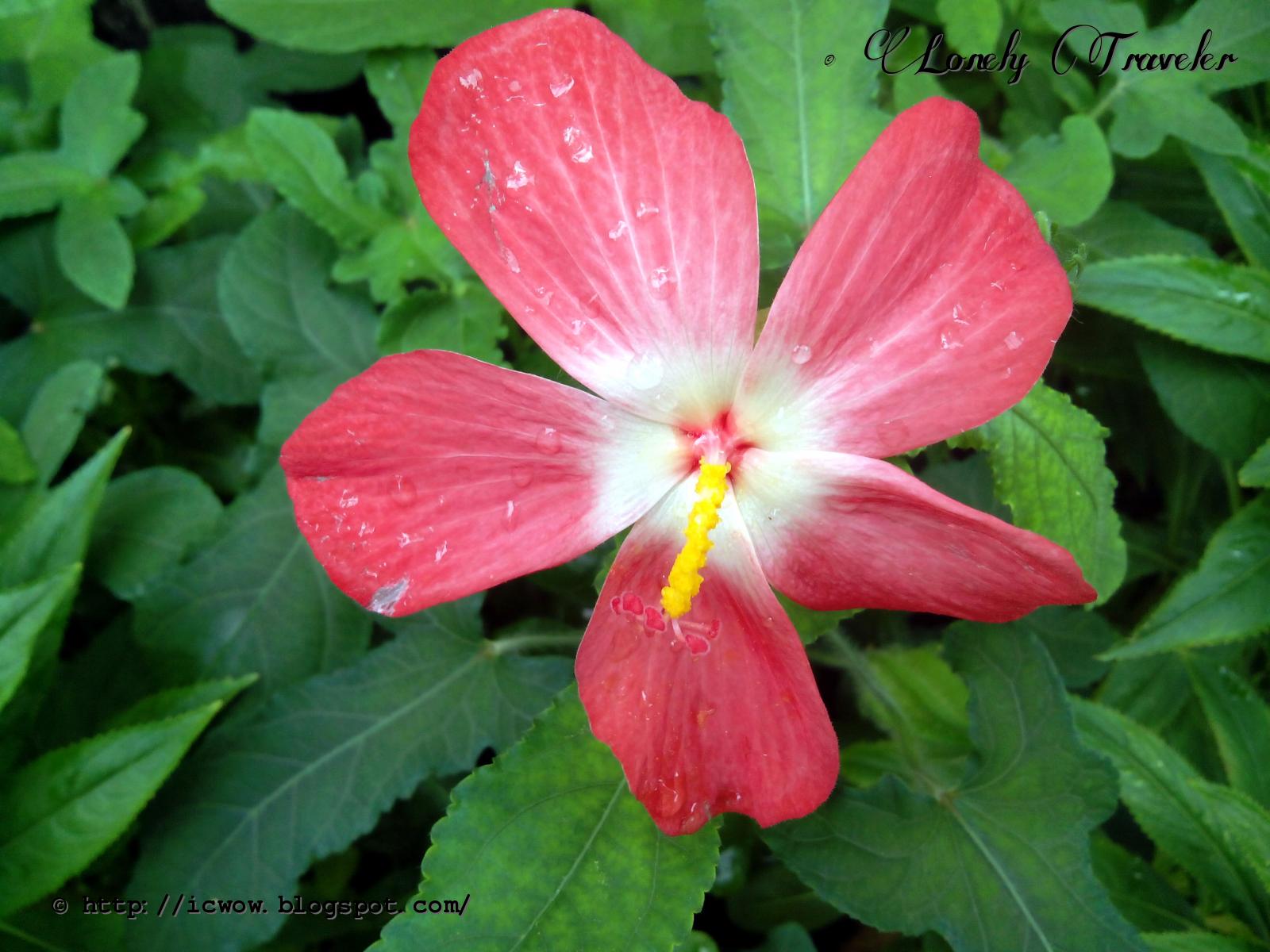 Pink Swamp Mallow - Abelmoschus sagittifolius