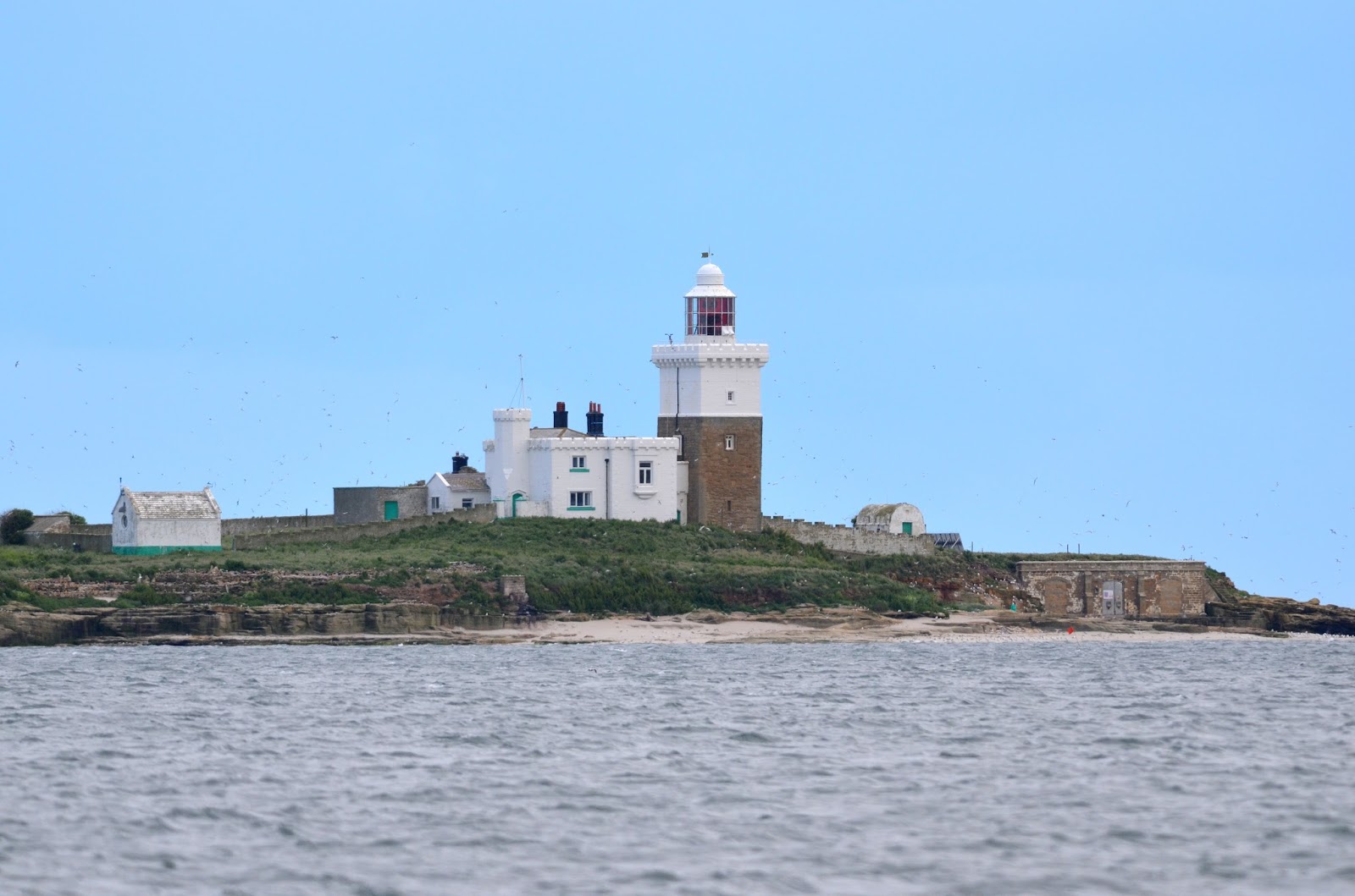 The Early Birder: Coquet Island