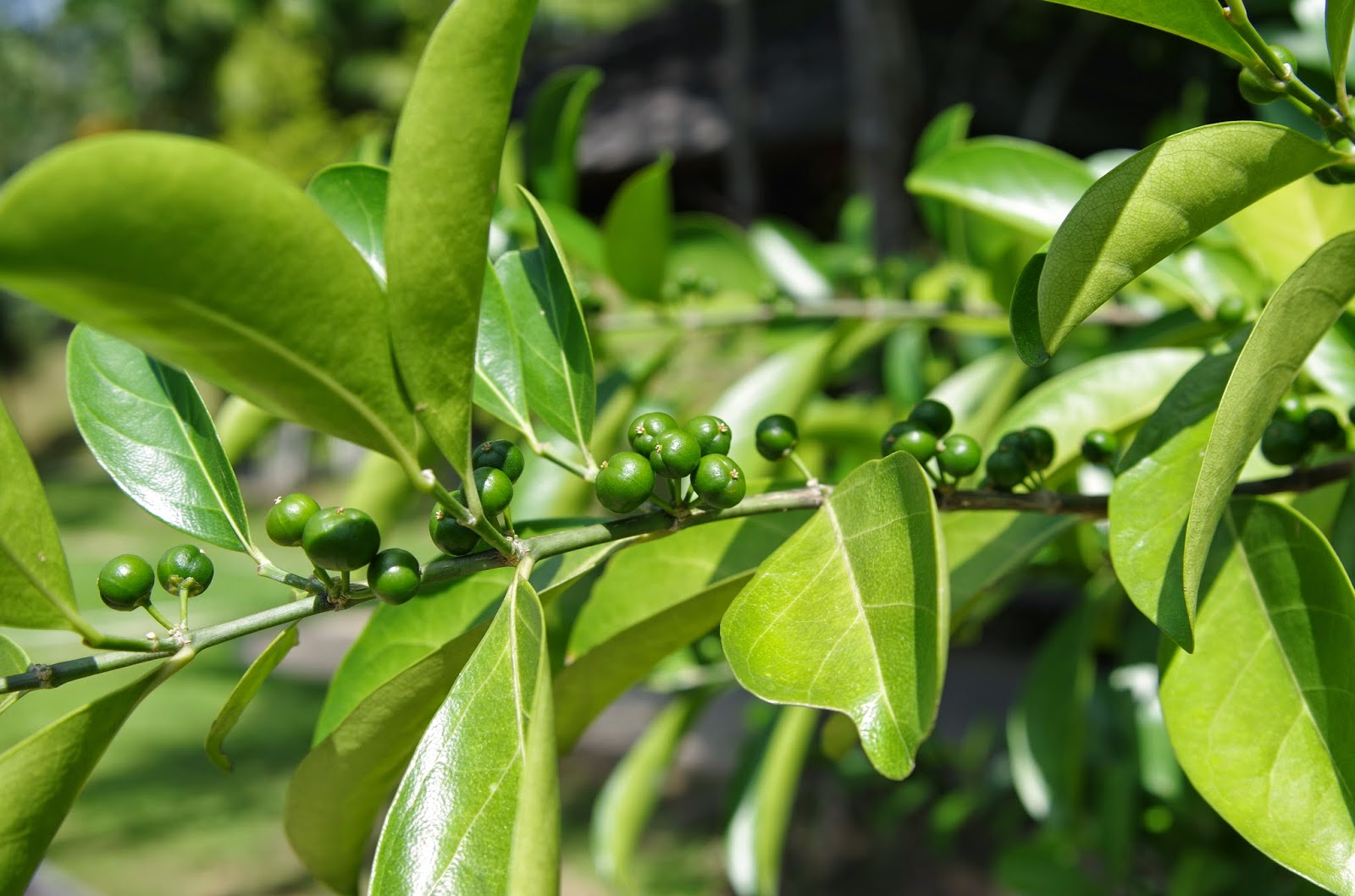 Trees and Plants: Limau Hantu