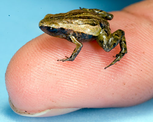 Unbelievable-Fun 2013: The smallest Frog in the World