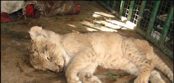 7-Month-Old Lion Cub Dies In Amreli Village - Gir Forest - Only One ...