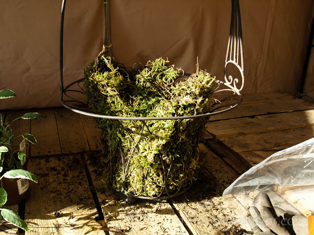 A Life of Whimsey: Step by Step: How to plant a Moss Basket
