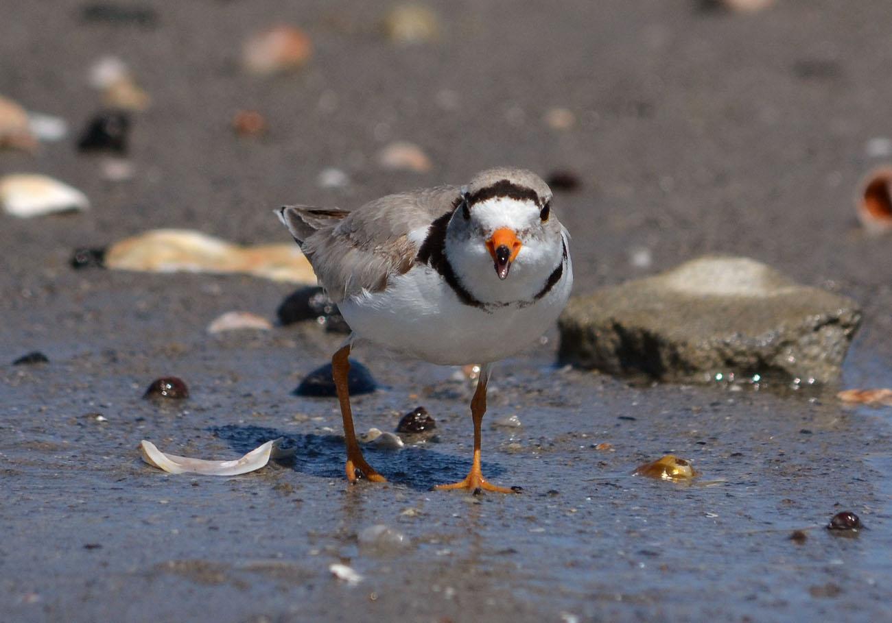 Woods Walks and Wildlife: Piping Plover Up Close