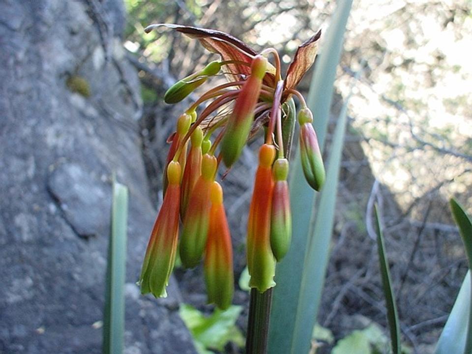 Sharing flower bulb information: Clivia mirabilis - a photographic ...