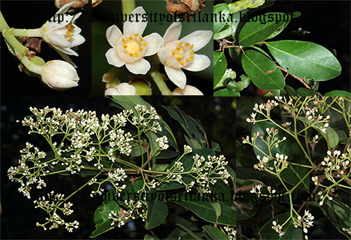 Biodiversity of Sri Lanka: කිරි කෝන්/මල් පෙත්ත[Kiri Kon/Malpetta ...