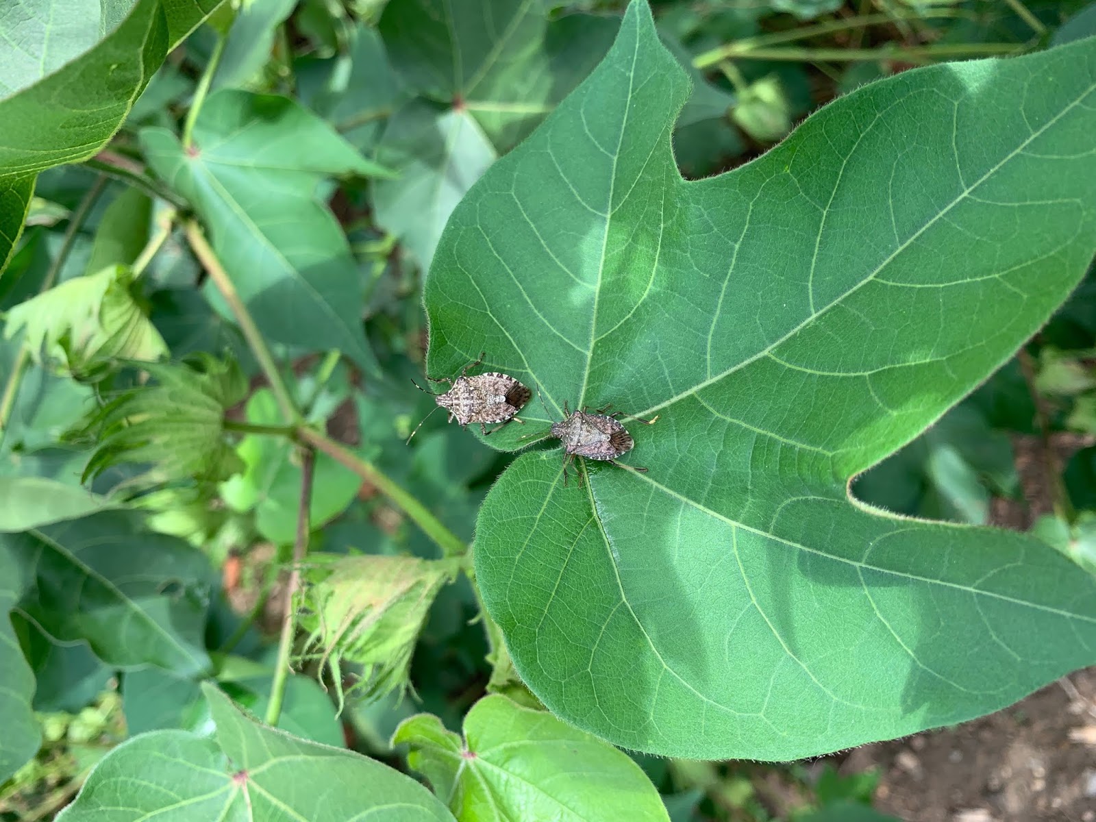 Alabama Insect Blog: 2019