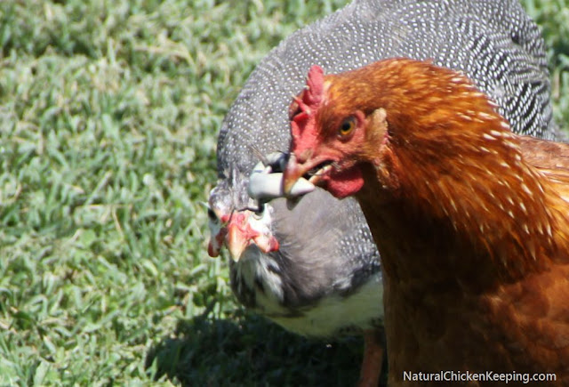 peet chicken: How to Eat a Lizard