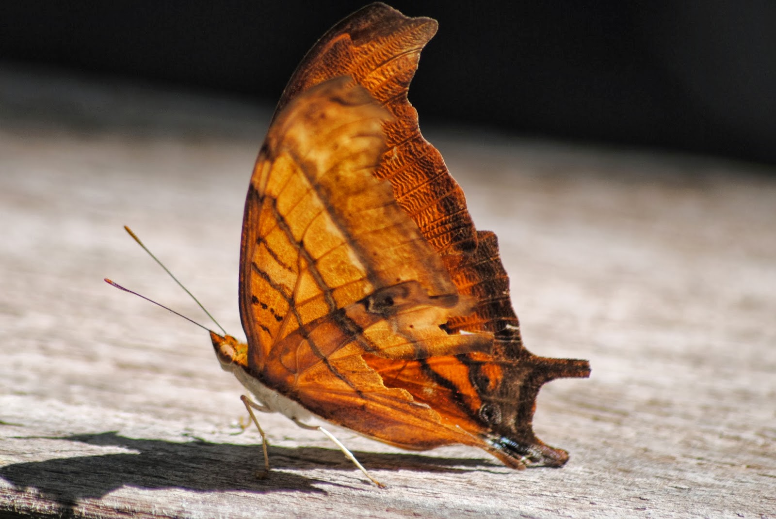Field Notes and Photos: Ruddy Daggerwing (Marpesia petreus)