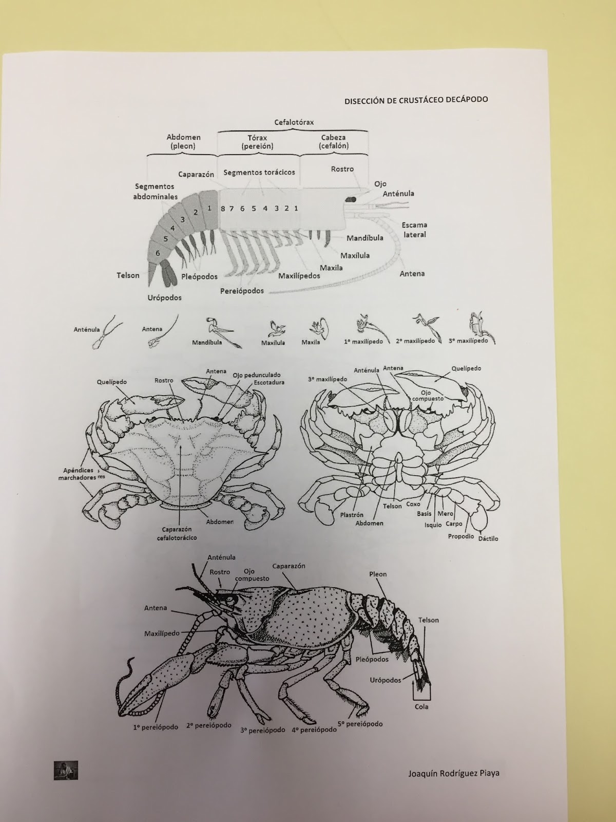 Biología y ANAtomía de 1ºBach: Práctica DISECCIÓN DE UNA GAMBA