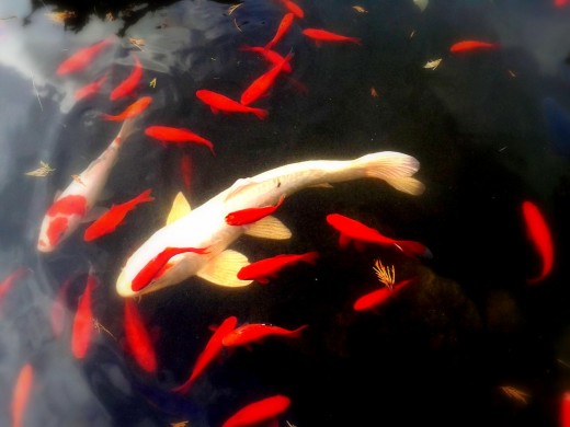 molometer's blog: Koi Carp the Most Expensive Koi Fish ever sold