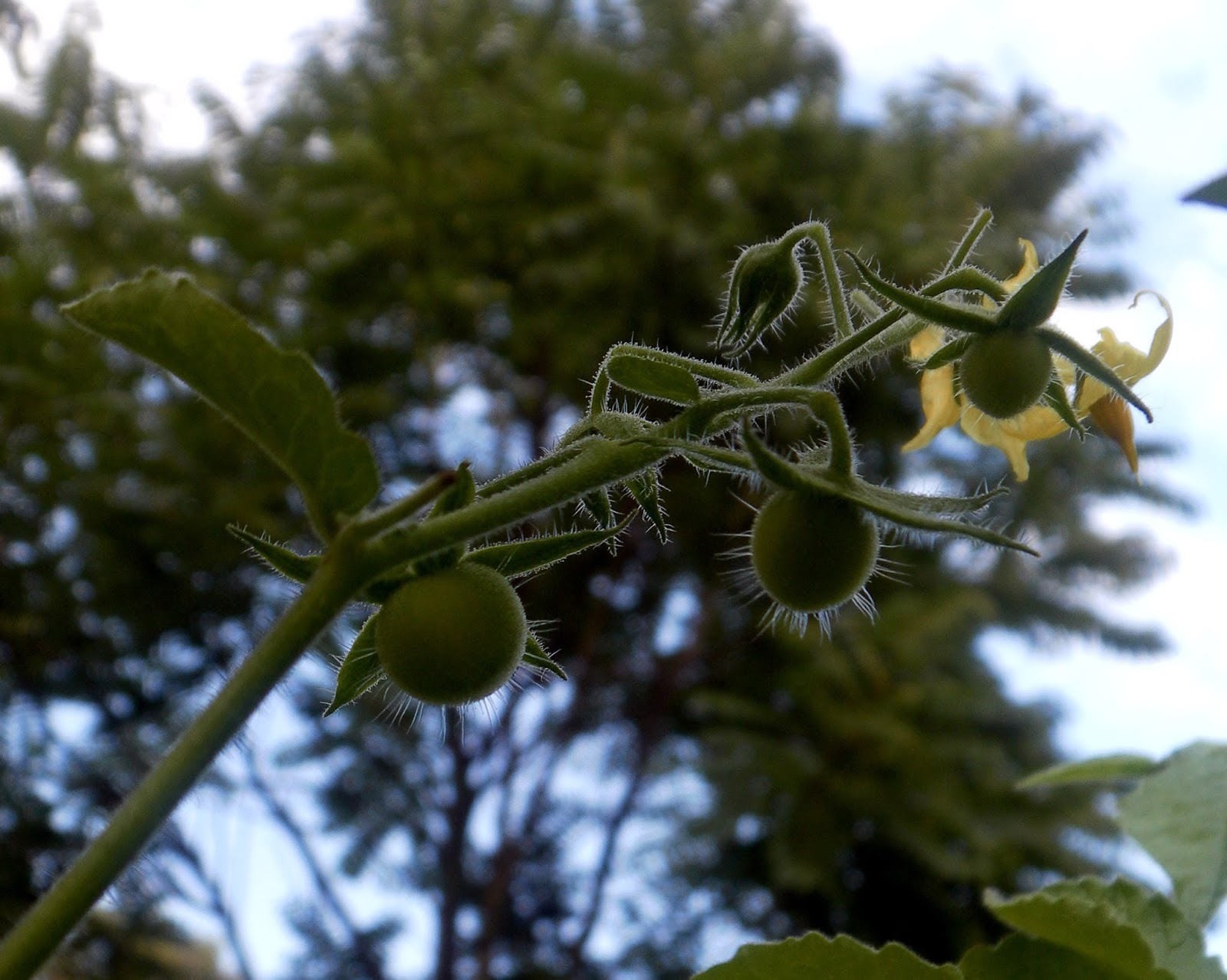 Scirpidiella's Plants: Wild Tomato species (Lycopersicon spp.)